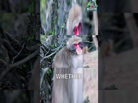 What Are Some Examples Of New World Monkeys