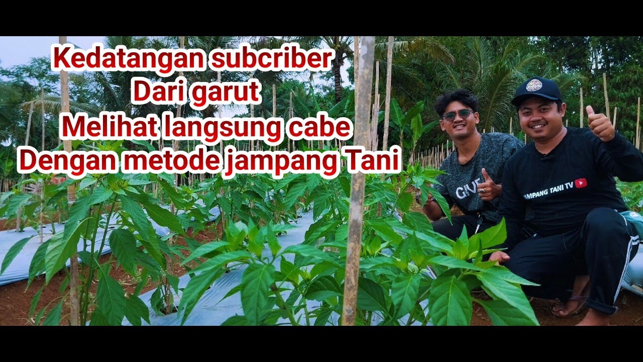 PERKEMBANGAN CABE PELITA 8F1 DAN LANGGENG 58 TERKINI PERTUMBUHAN NYA ...