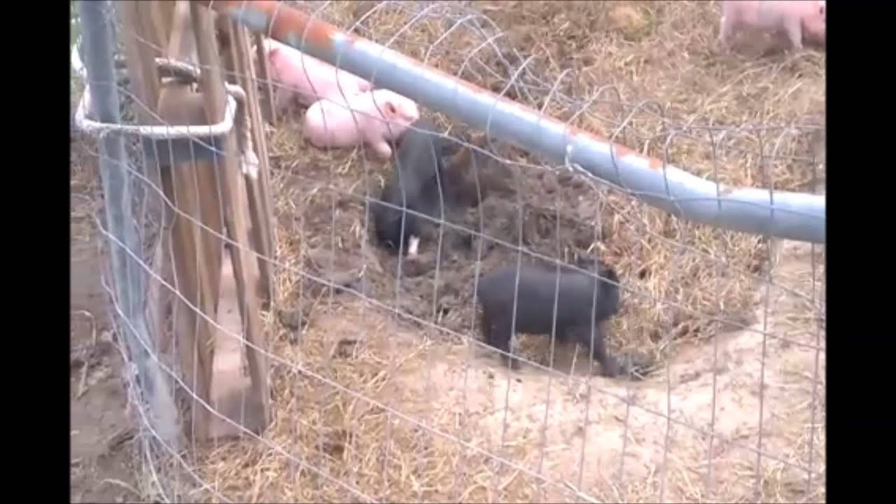 baby pot belly pigs rooting - YouTube