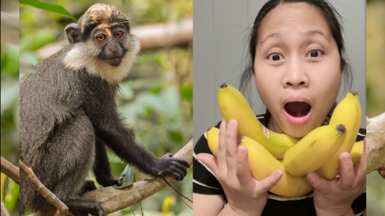 The Monkey want some of my bananas |The Monkey's - YouTube