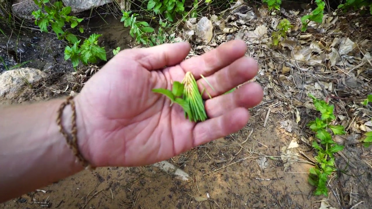 Primitive Tooth Brush and Field Hygiene - YouTube