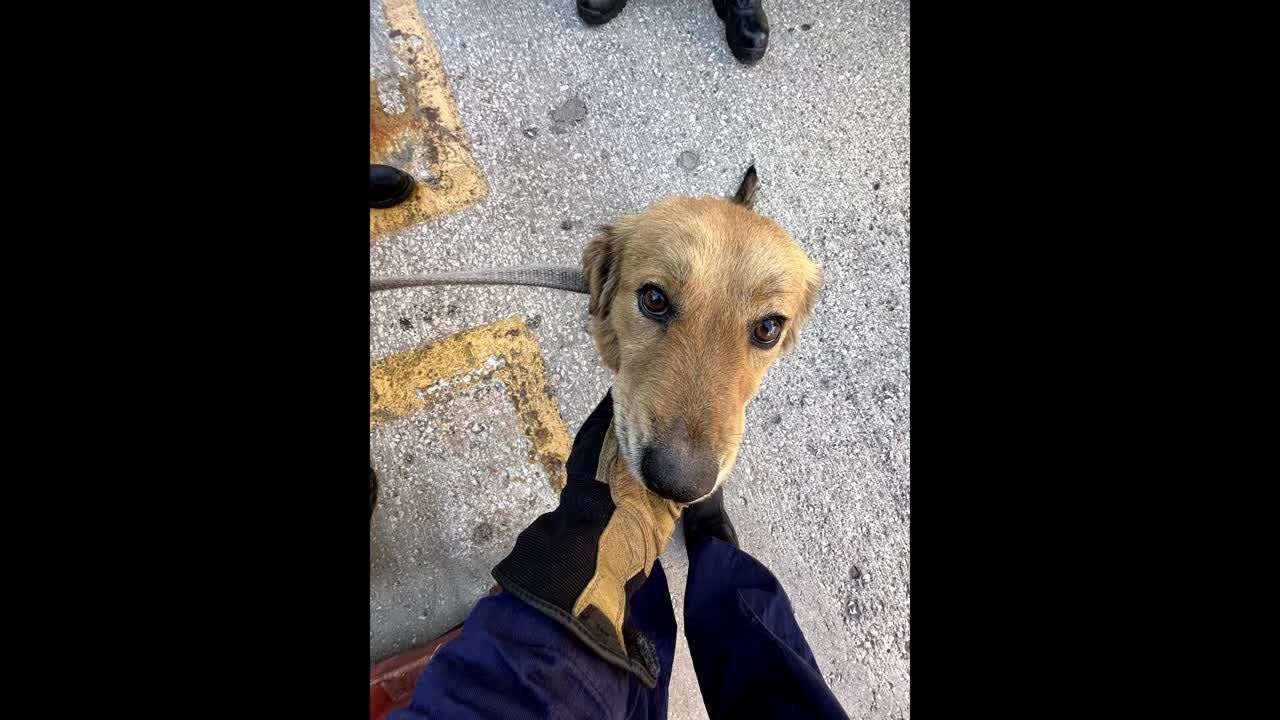 Dog found inside shipping container in Texas - YouTube