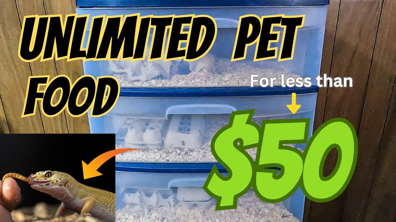 How to Save Money and Feed All Your Pets For Under $50 - YouTube