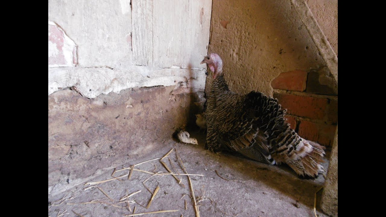 New surprise : turkey chicks - Ducks - YouTube
