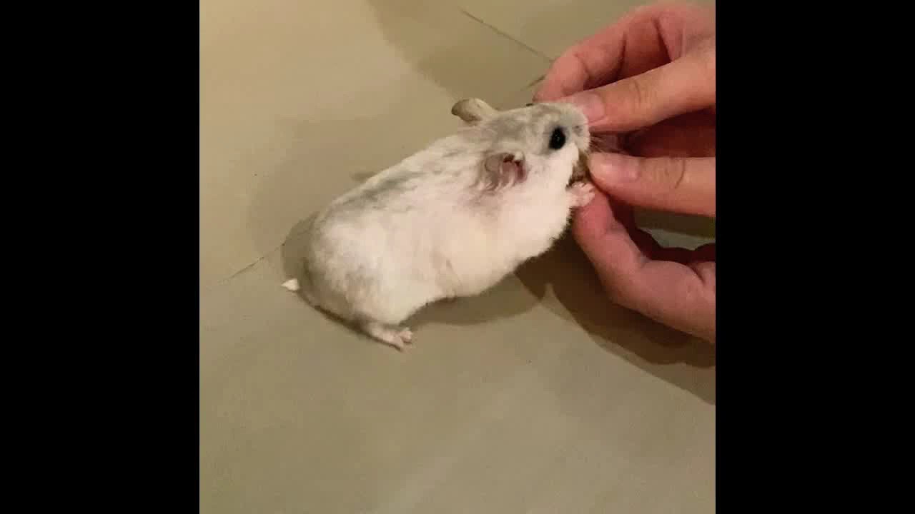 traumatized hamster - YouTube