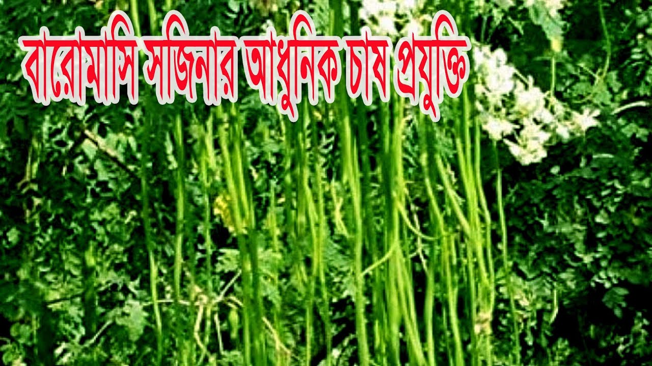 Modern Cultivation Technology of Baromasi Sajina - YouTube
