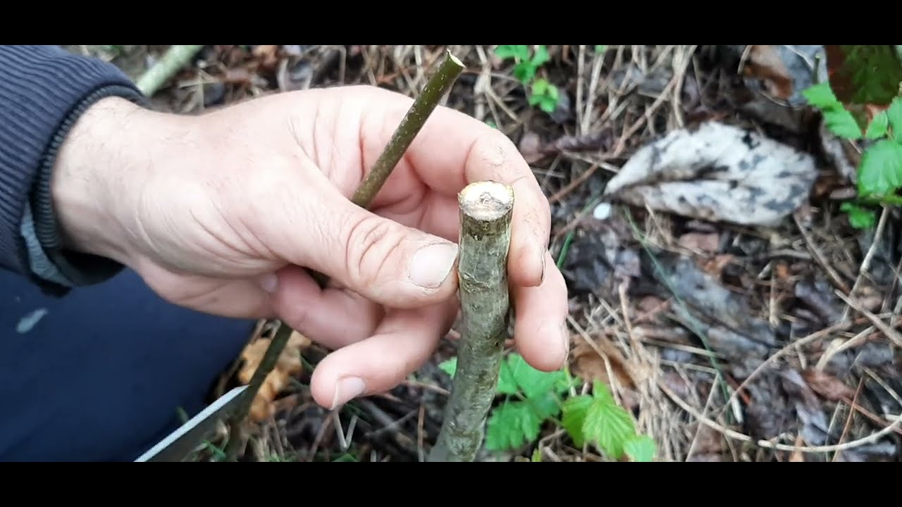 Altoire Nuc Salbatic (cu altoi de Nuc bun) !!!cu ionel si ionel - YouTube