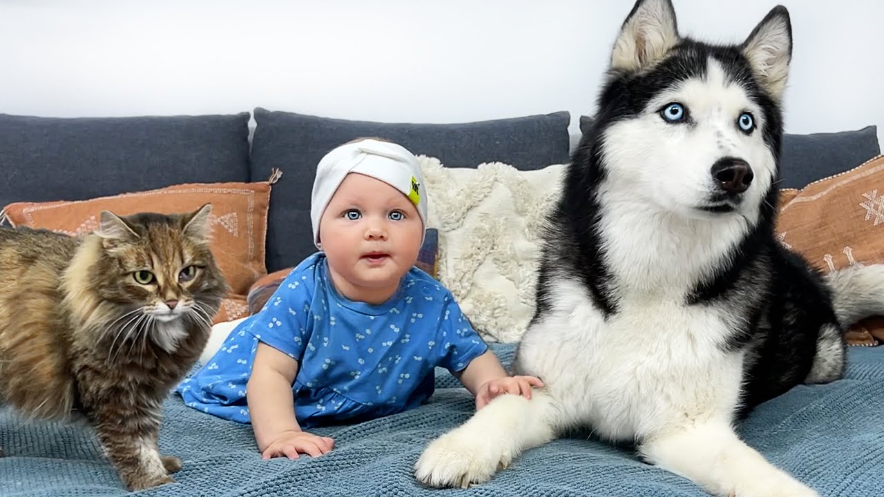 Baby Sees Cats For the First Time. My Dogs are the Best Babysitters ...