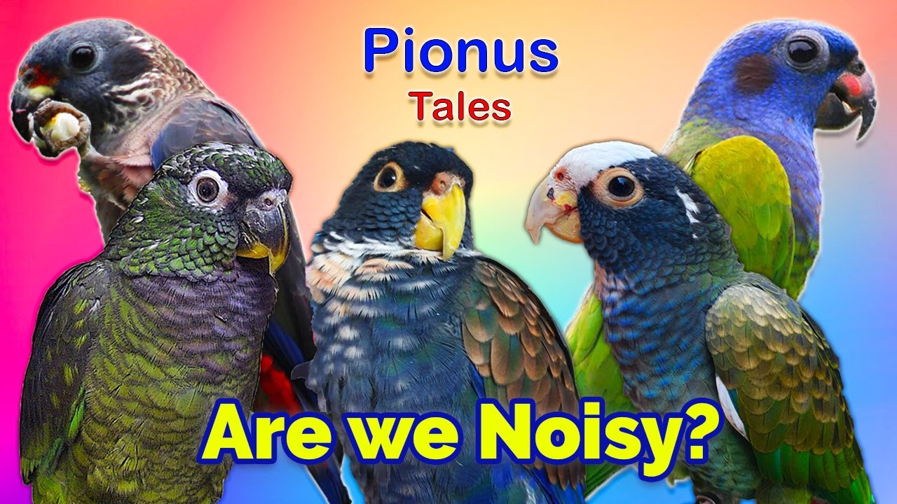 Complete Guide to Pionus Parrot General Behaviour - YouTube