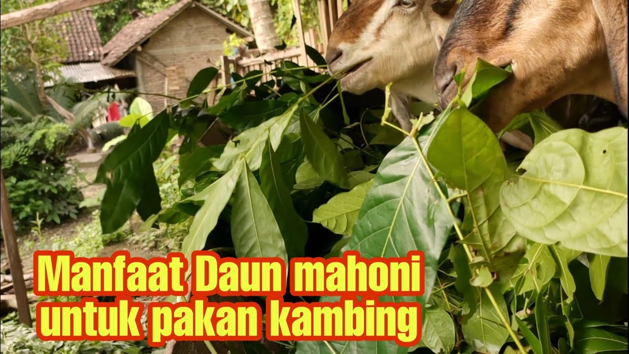 Manfaat dan khasiat daun mahoni untuk pakan kambing - YouTube