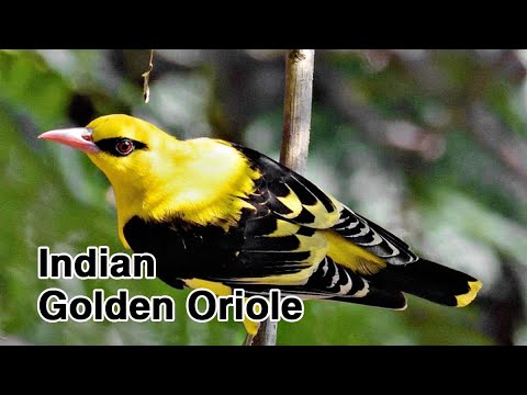 The Indian Golden Oriole: Asia’s Hidden Jewel of the Treetops | Yellow ...