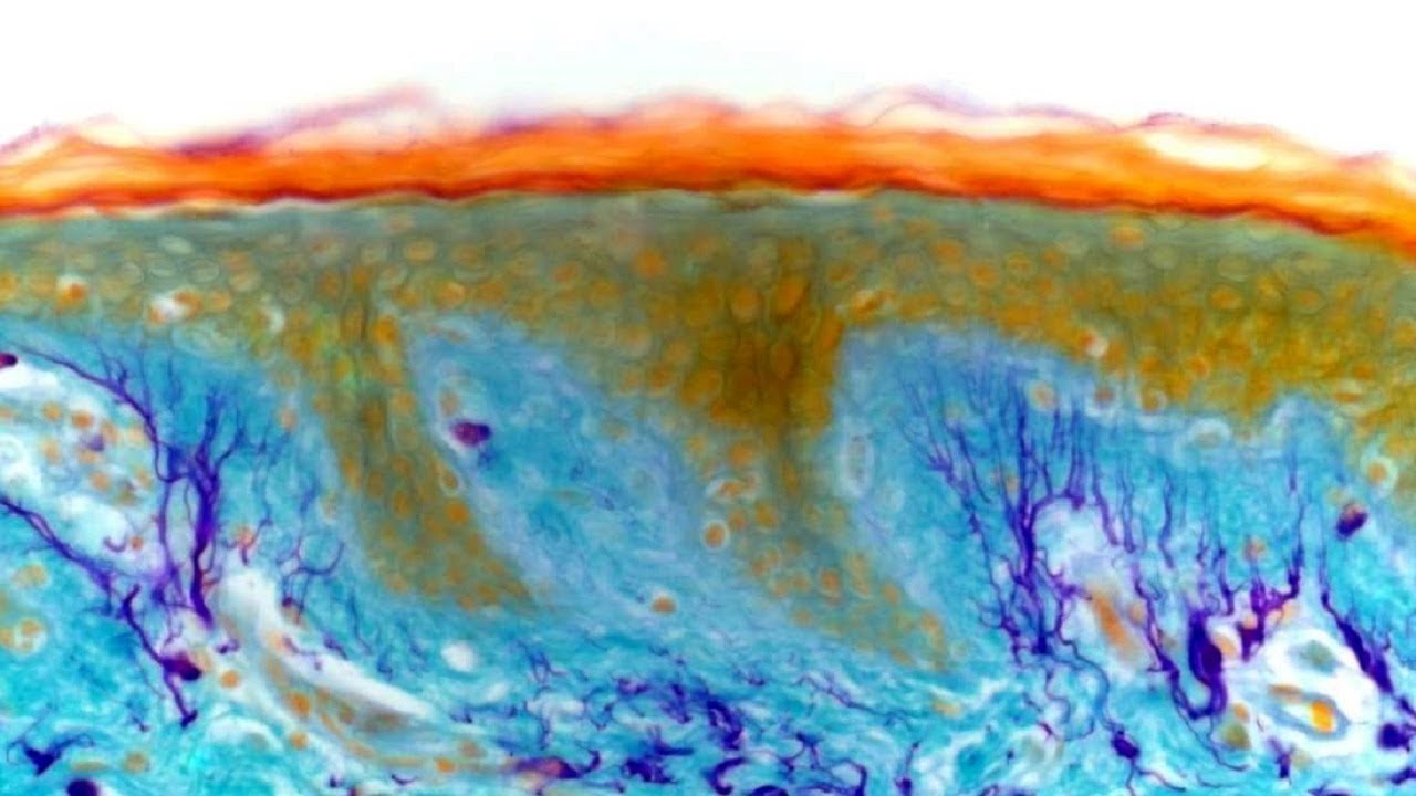 A New Organ In The Body Has Been Accidentally Discovered - YouTube
