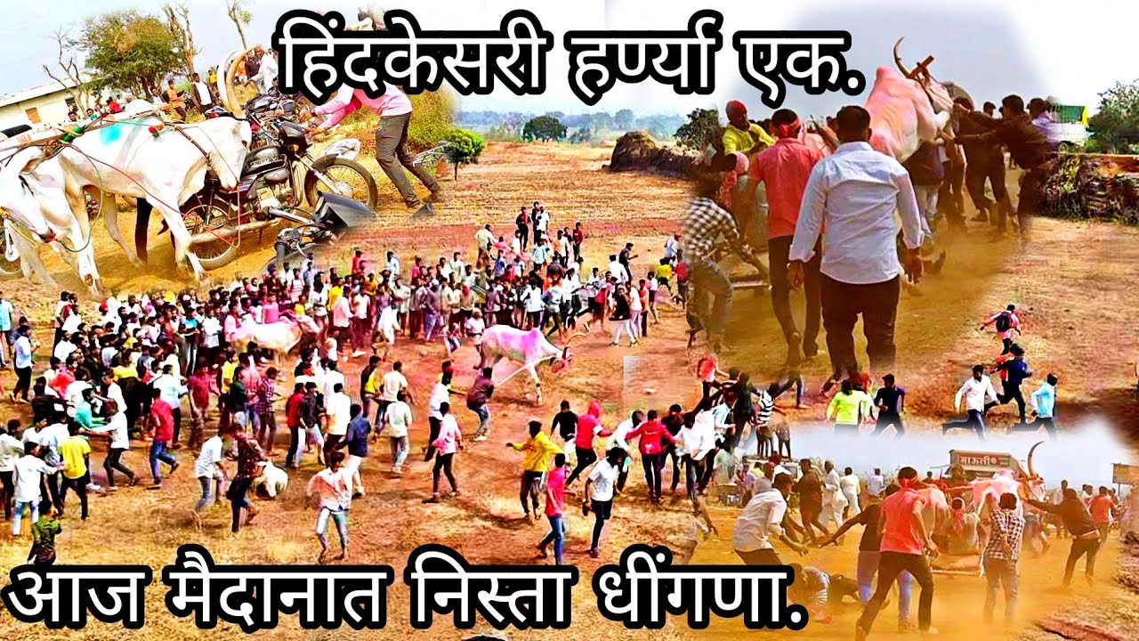 Hindkesari harny bashing bhavra ek,janral bailgadi Maharashtra/karnatak ...