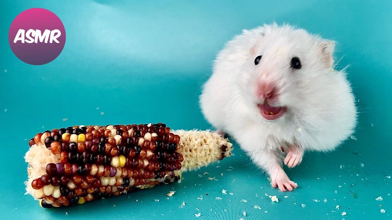 The hamster’s crunching colored mini-corn ️🐹 ASMR #95 # ...
