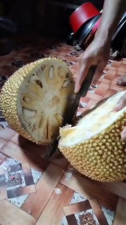 Tutorial belah DURIAN TRADISIONAL - YouTube