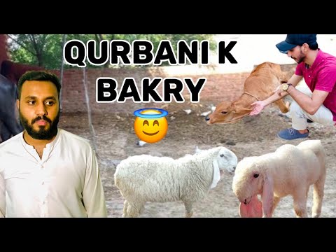 Finally qurbani k Bakry aa gy 😍🥰 | Brotherhood | vlog2k24 |Baby cow Angry with us😥 - YouTube