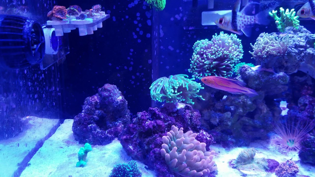 Full tank video. 40 gallon reef - YouTube