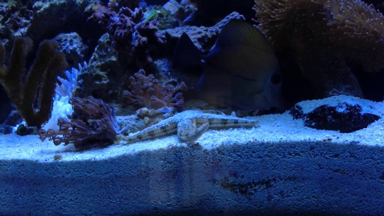 Archaster typicus - YouTube