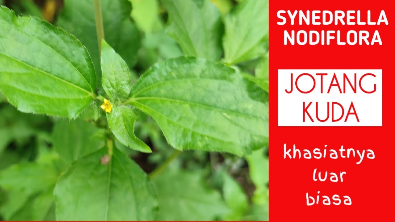 Jotang Kuda, Tanaman Liar yang Banyak Khasiatnya. - YouTube