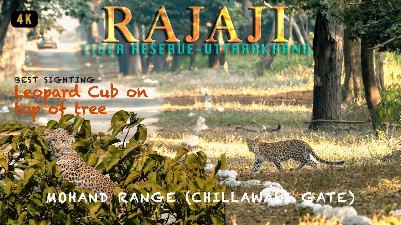 R A J A J I Leopard Cub at Top of Tree || Rajaji Tiger Reserve Wildlife ...