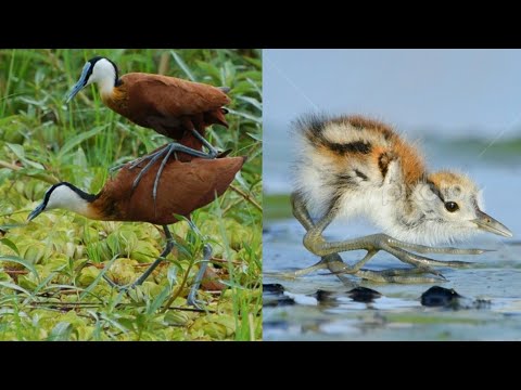 AFRICAN JACANA BIRD'S CHICK RESCUED - YouTube