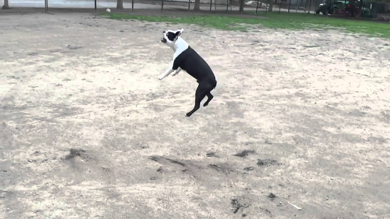 Dog jump slow motion - YouTube