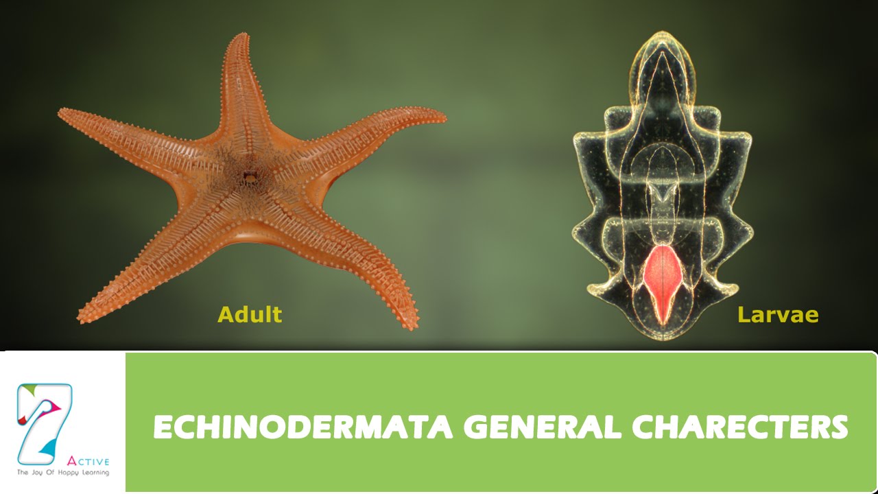 Echinodermata Diagram