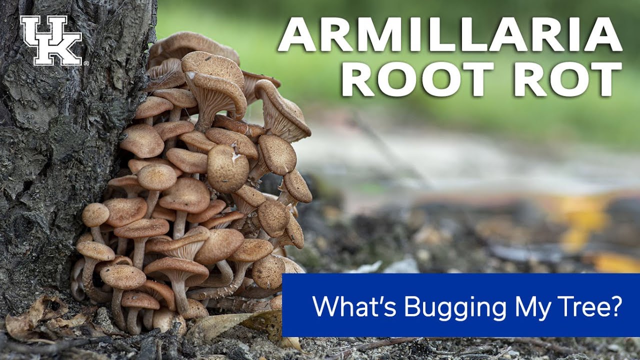 What's Bugging My Tree: Armillaria Root Rot - YouTube