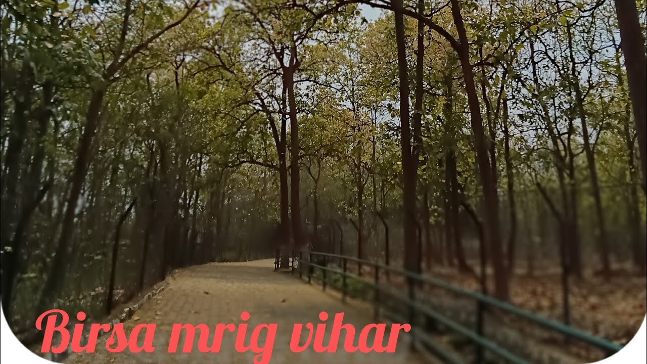 Birsa deer 🦌 Park kalamati | Birsa mrig vihar| @HomeCookSujata | my ...