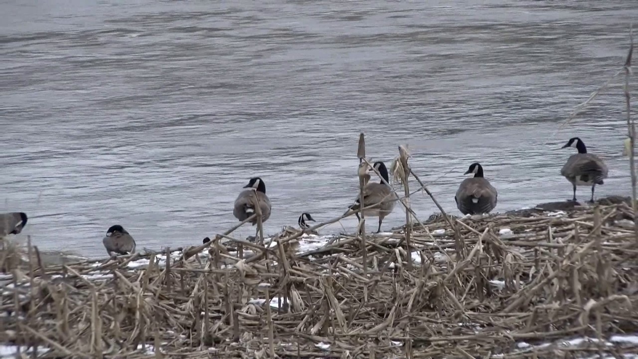 #10 Geese and big flock of ducks in water hole spring migration back to ...