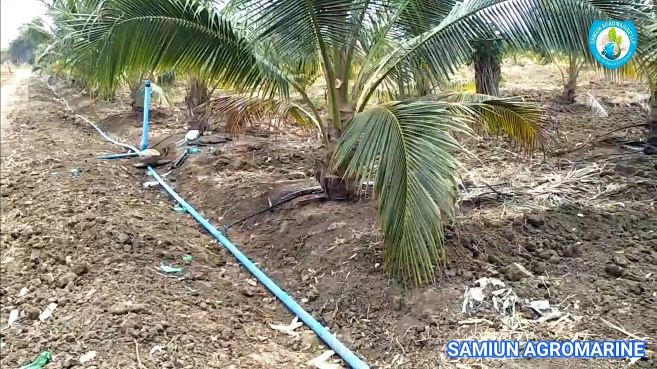 Simple Watering System For Coconut Tree Training by SK MD RAFIK | High ...