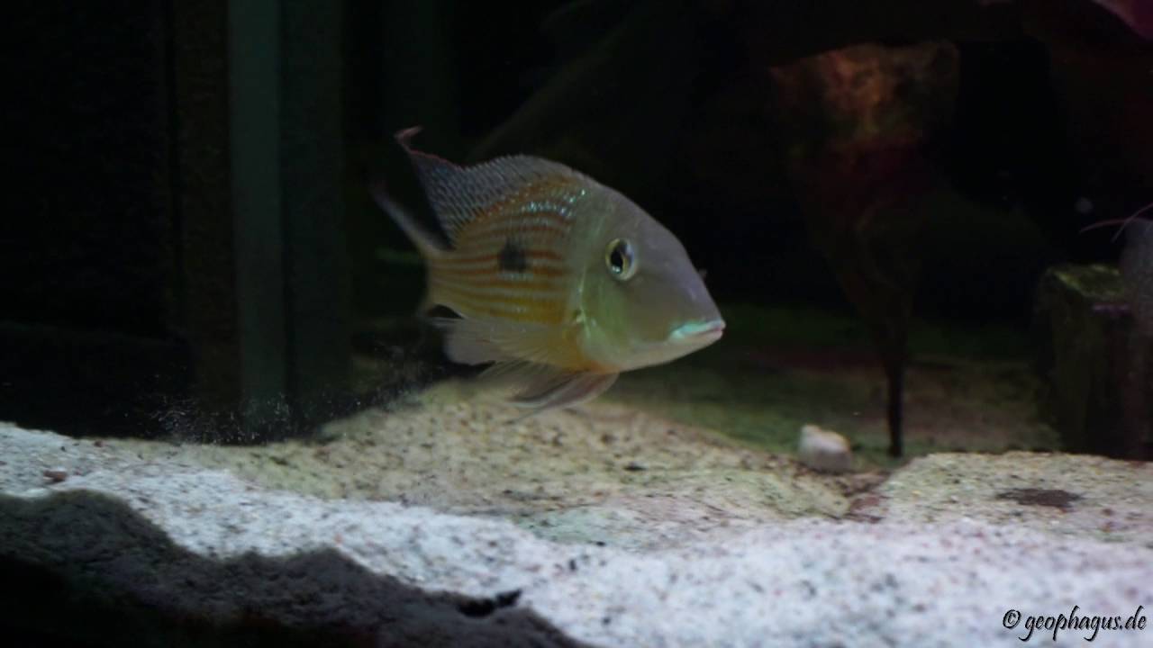 Geophagus sp. Aporema WF - Paar - YouTube