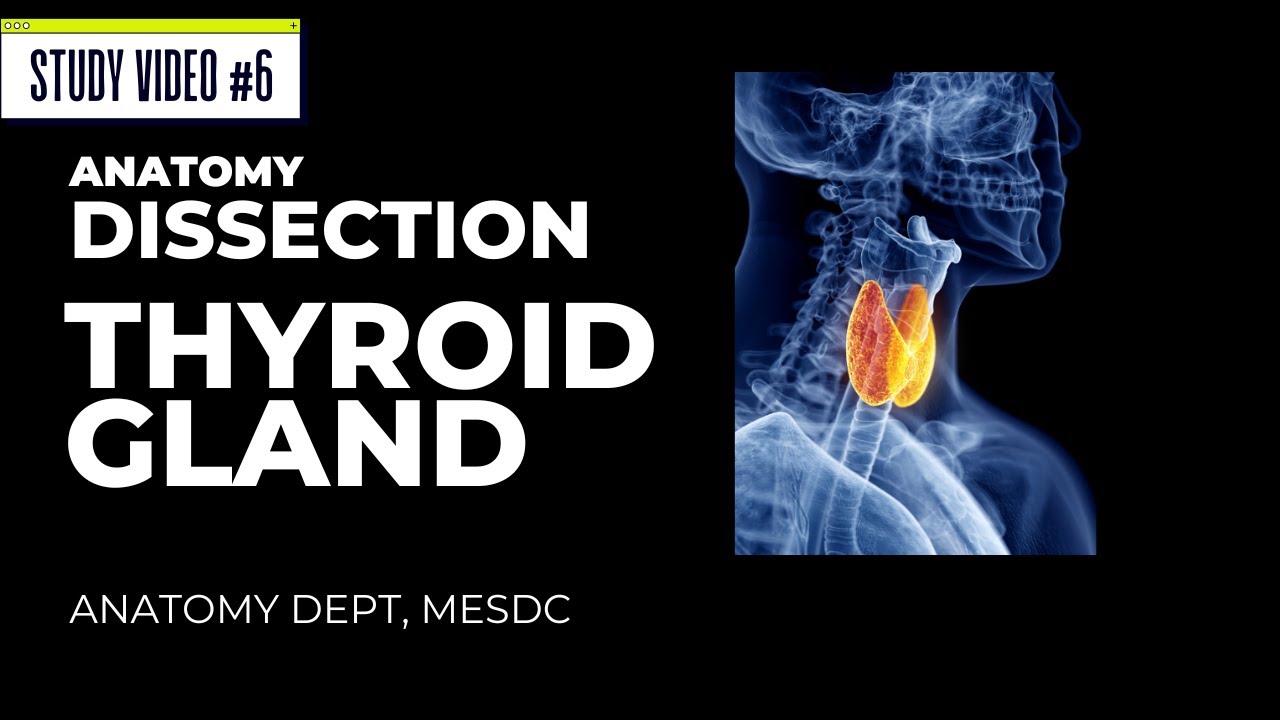 Thyroid Gland| Anatomy Dissection| Study Video - 6 - YouTube