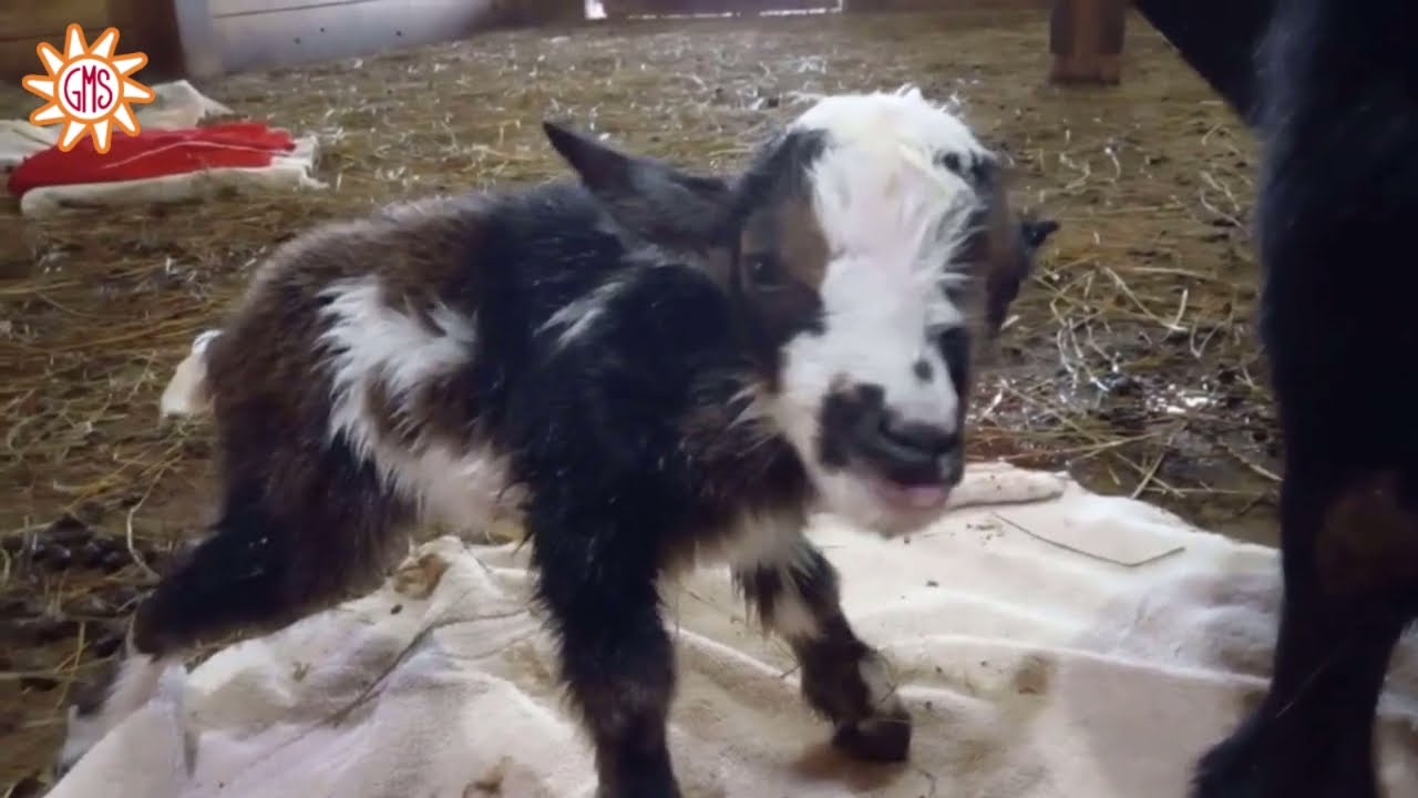 Baby Goat Birth! - YouTube