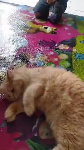 oyen simba simbi - YouTube