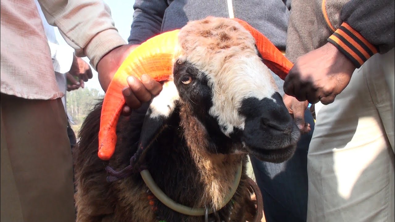 2 teeth aged Ram for 20 thousands in Kittur - YouTube