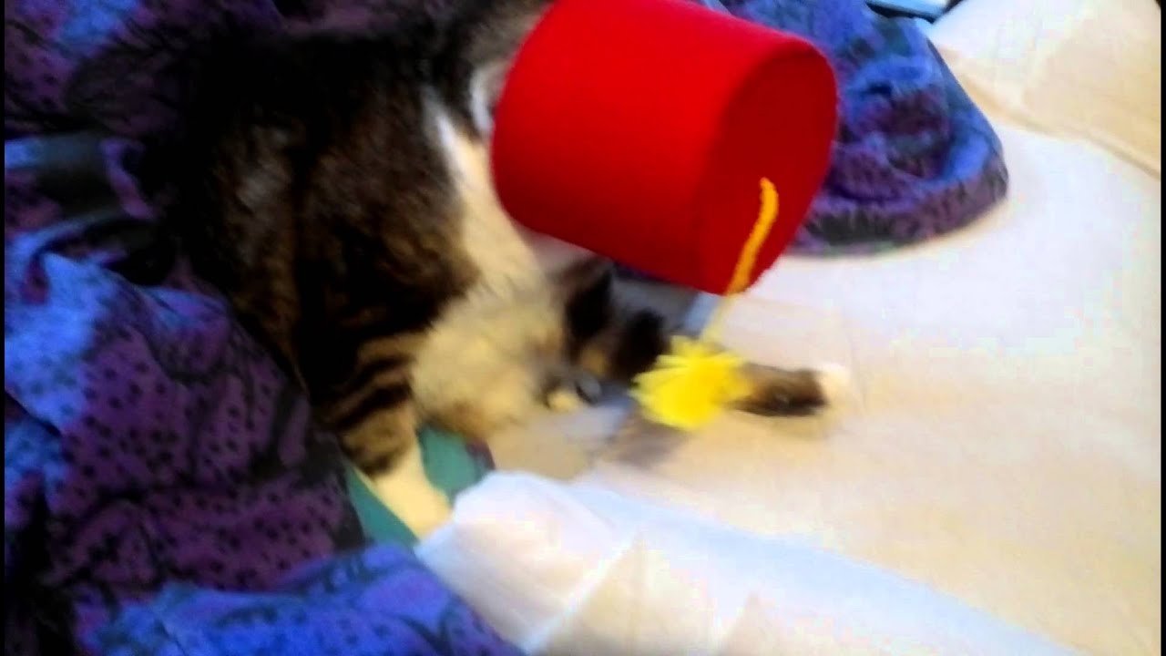 My Cat Fez! - YouTube