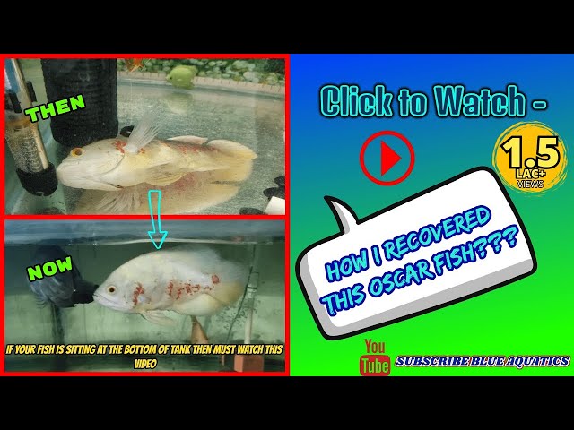 Oscar Fish Stopped Eating