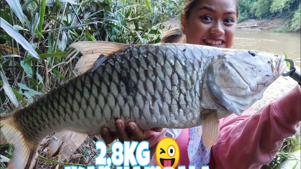 Hampala 2kg - YouTube