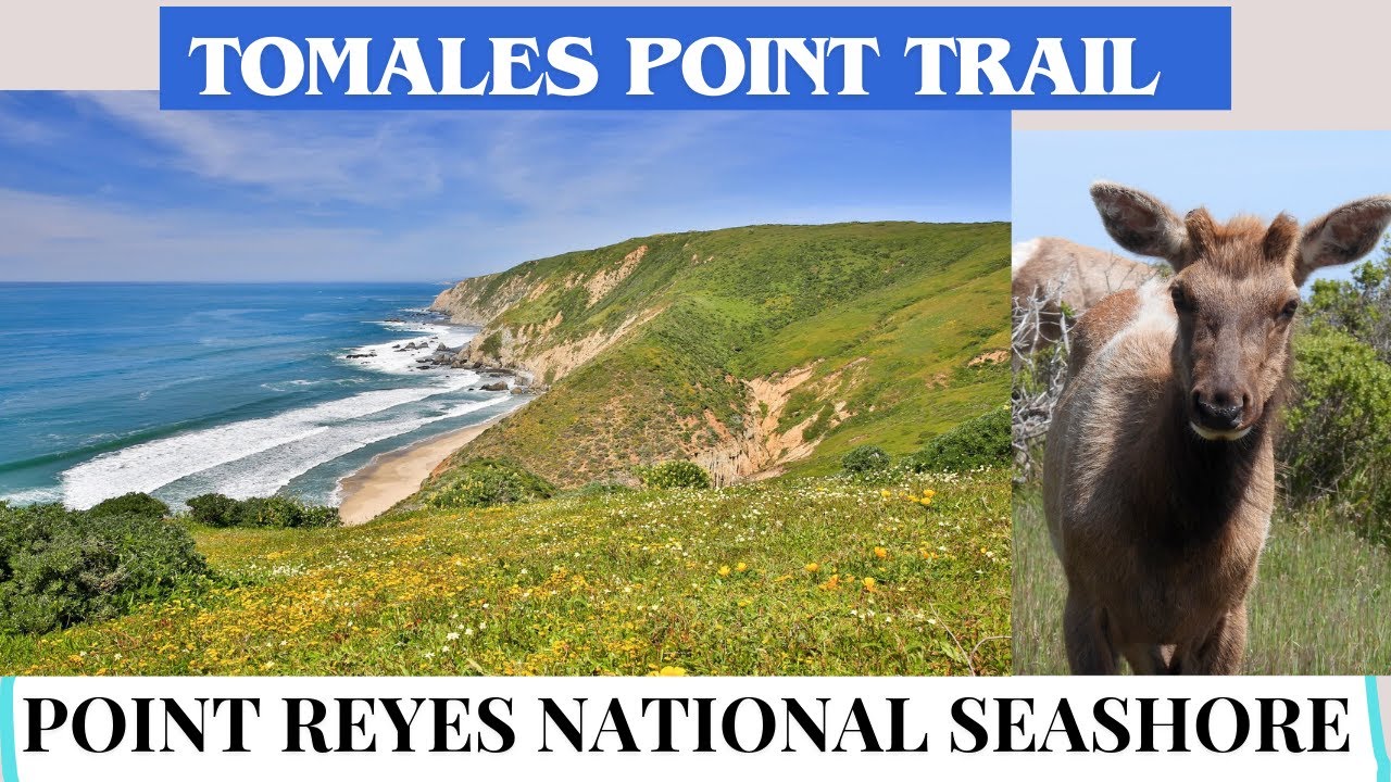 Epic Tomales Point Trail Hike | Stunning Views & Wildlife in Point ...