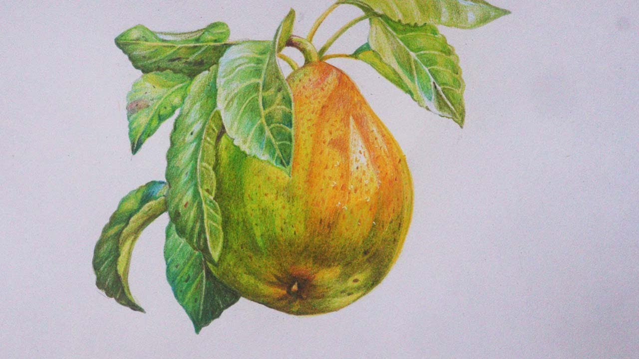 Drawing a Pear with Color pencils | How to draw Pear | Fruit drawing ...