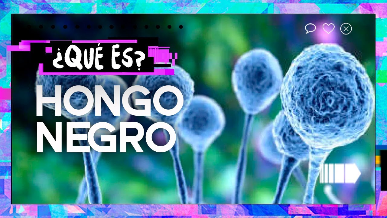 QUÉ ES EL PELIGROSO HONGO NEGRO Y DÓNDE SE ENCUENTRA - YouTube