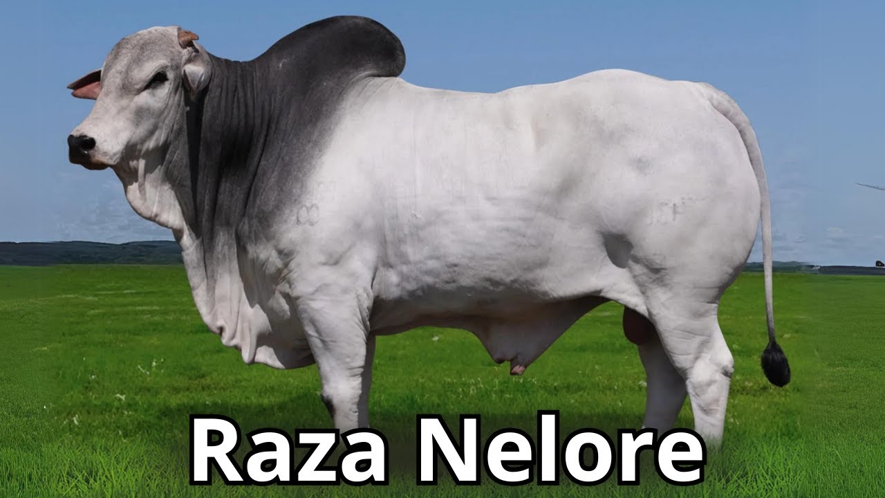 Raza Bovina Nelore: Una raza para carne campeona en rusticidad. - YouTube