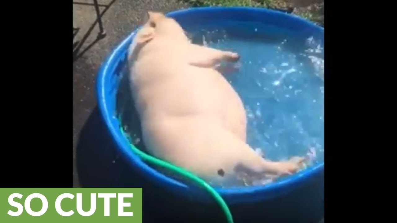 Pig adorably splashes around in kiddie pool - YouTube
