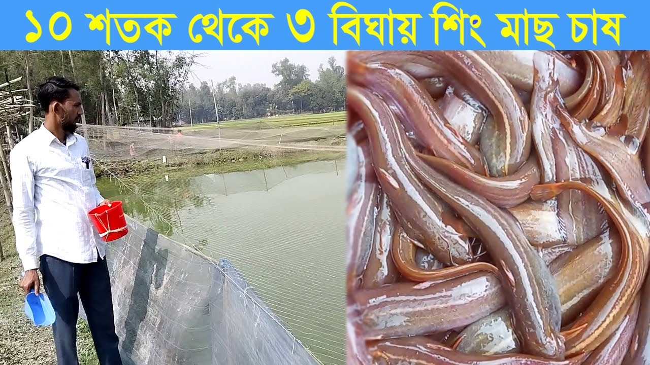 ১০ শতক পুকুর থেকে ৩ বিঘায় শিং মাছ চাষ । Sing Mach Chas । সফলতার গল্প ...