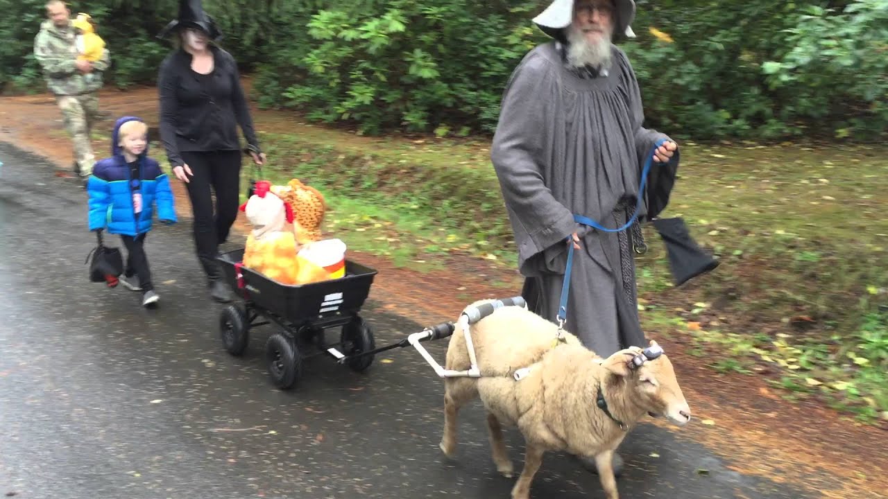 Sheep pulling cart taking grand children Trick Or Treating - YouTube