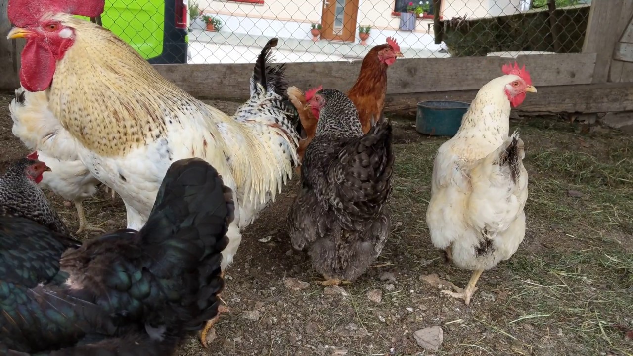 Rooster and His Chicken Flock - Chicken sound Effects for Alarm - YouTube