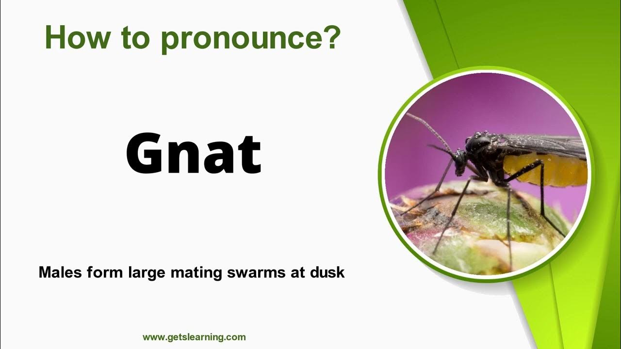 How to Pronounce Gnat in English Correctly - YouTube