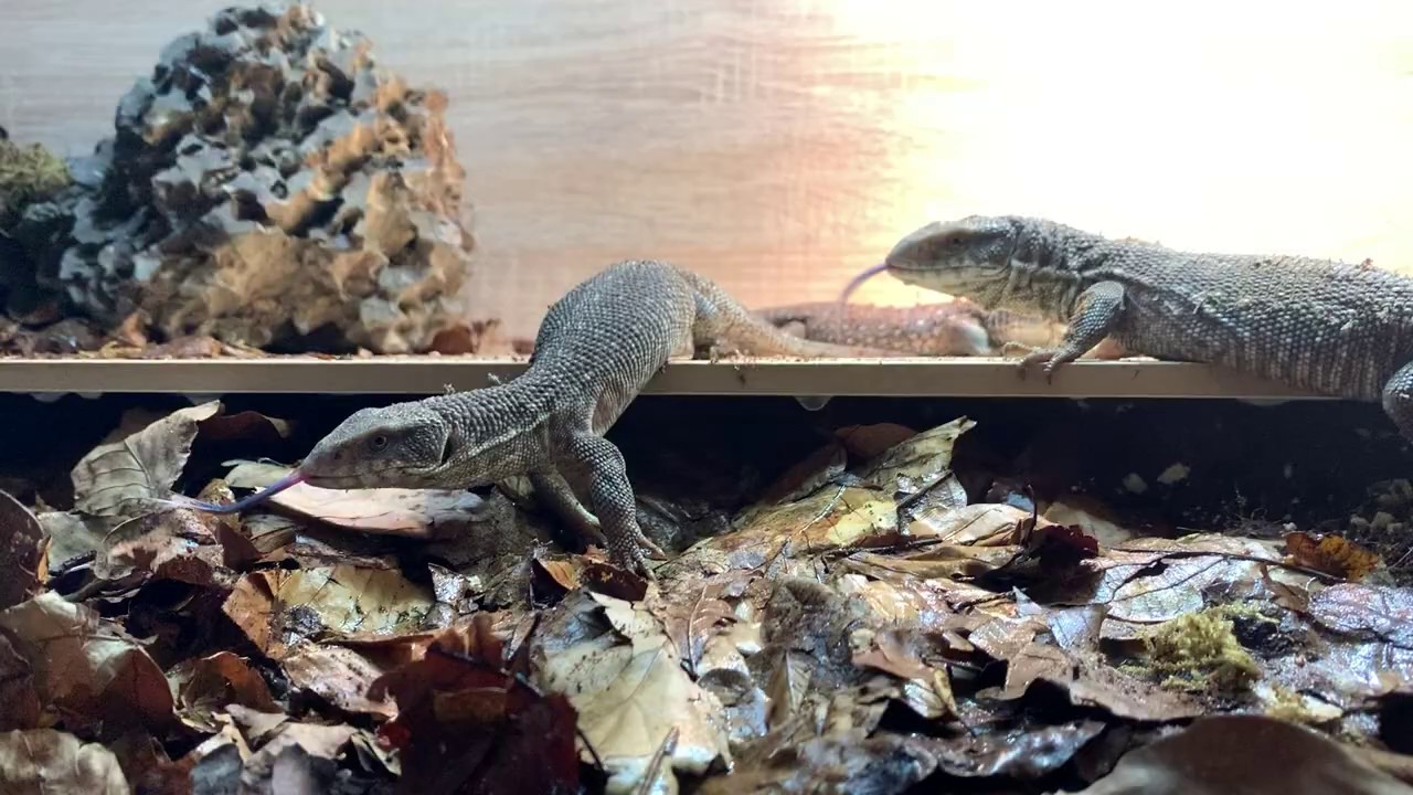 🦎 Waran stepowy (Varanus exanthematicus) CB 2020 Urodzone w niewoli ...