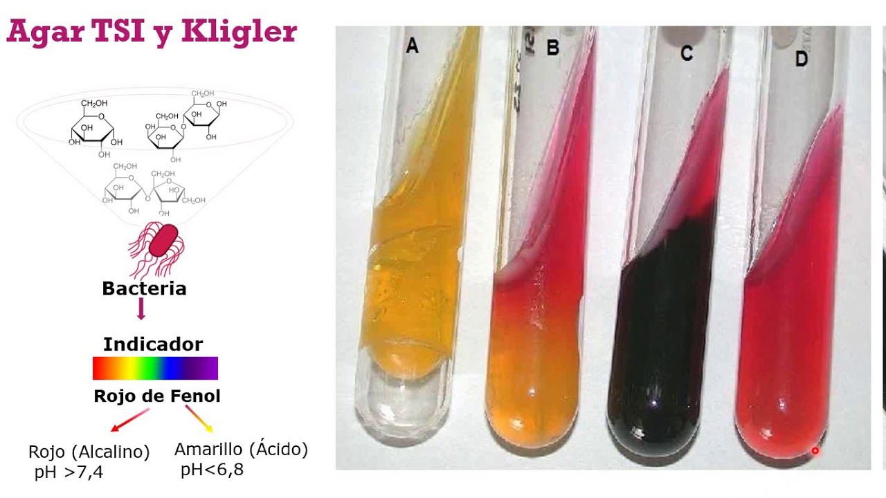 Pruebas Bioquímicas IV - YouTube